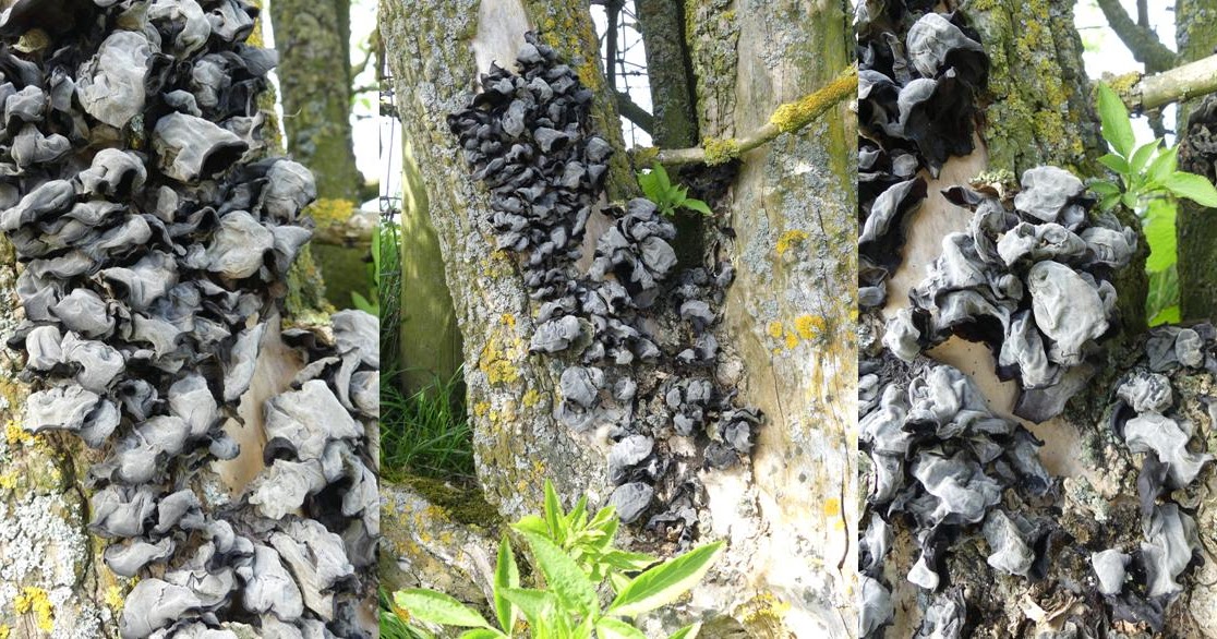 Julia Garner : Grune point, Silloth, Cumbria ......