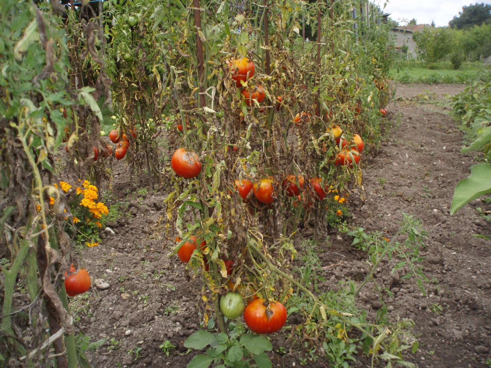 Real Life According to Emma: Punani,Panini,Pamina.