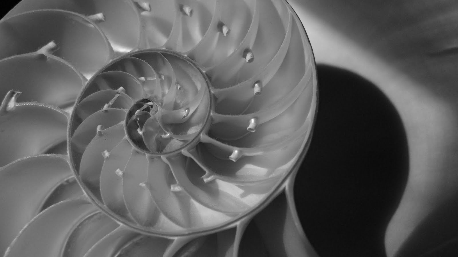 KRISTIN HARRIS - BENV 2426: Theme 3 - logarithmic spiral