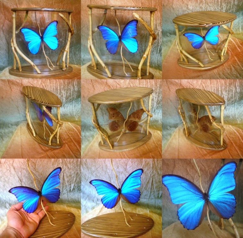 Fluturi Inramati : Tablouri si aranjamente 3D din fluturi naturali ...