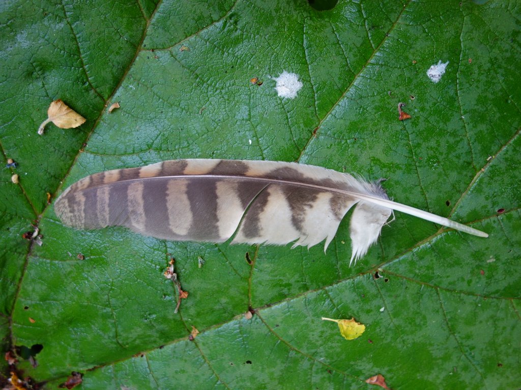 M U G G E N B E E T: de pluim