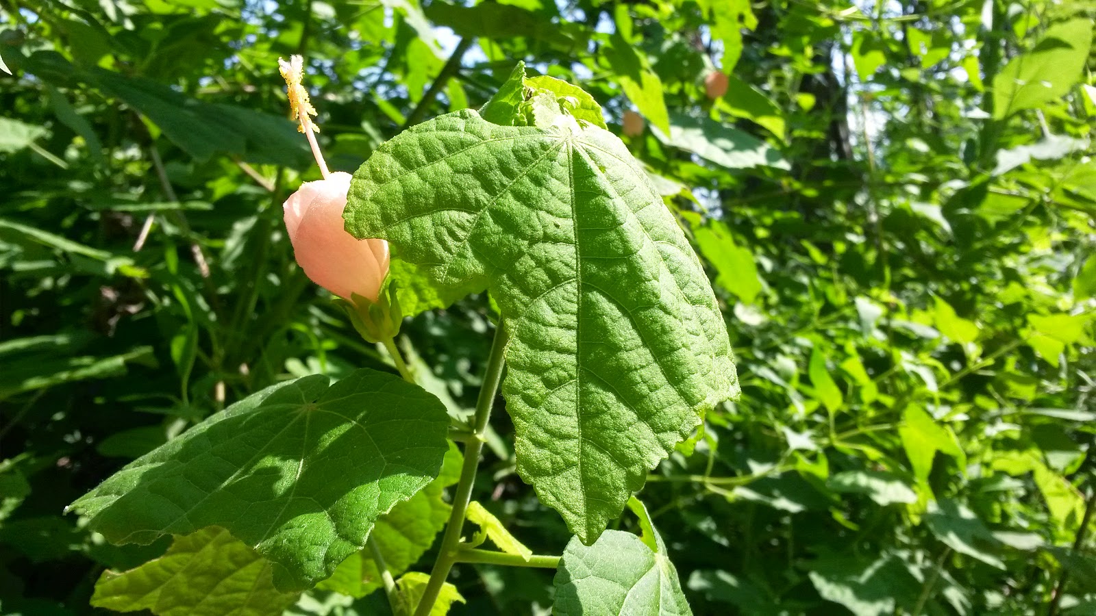 Nature Photography and Facts : Turk's Cap