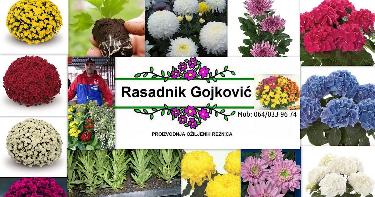 Sobno i baštensko cveće: Rasad cveća, hrizantema, lavanda, ruzmarin