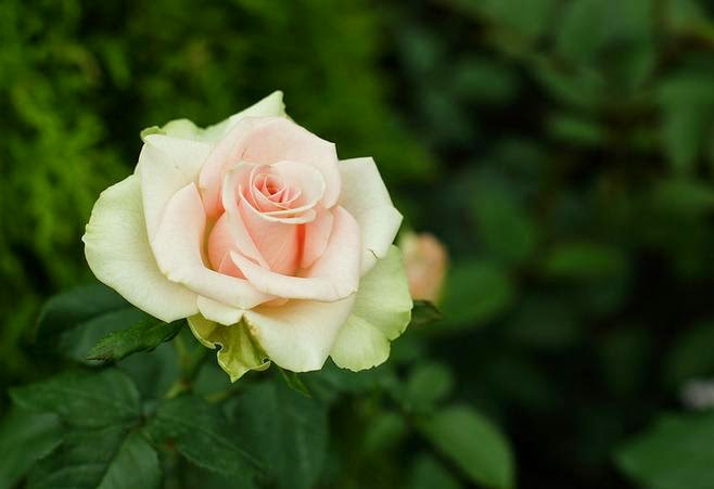 Flower Homes: Damask Rose Flowers