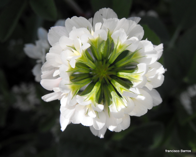 Trevo-branco - Trifolium repens | Natureza Bela