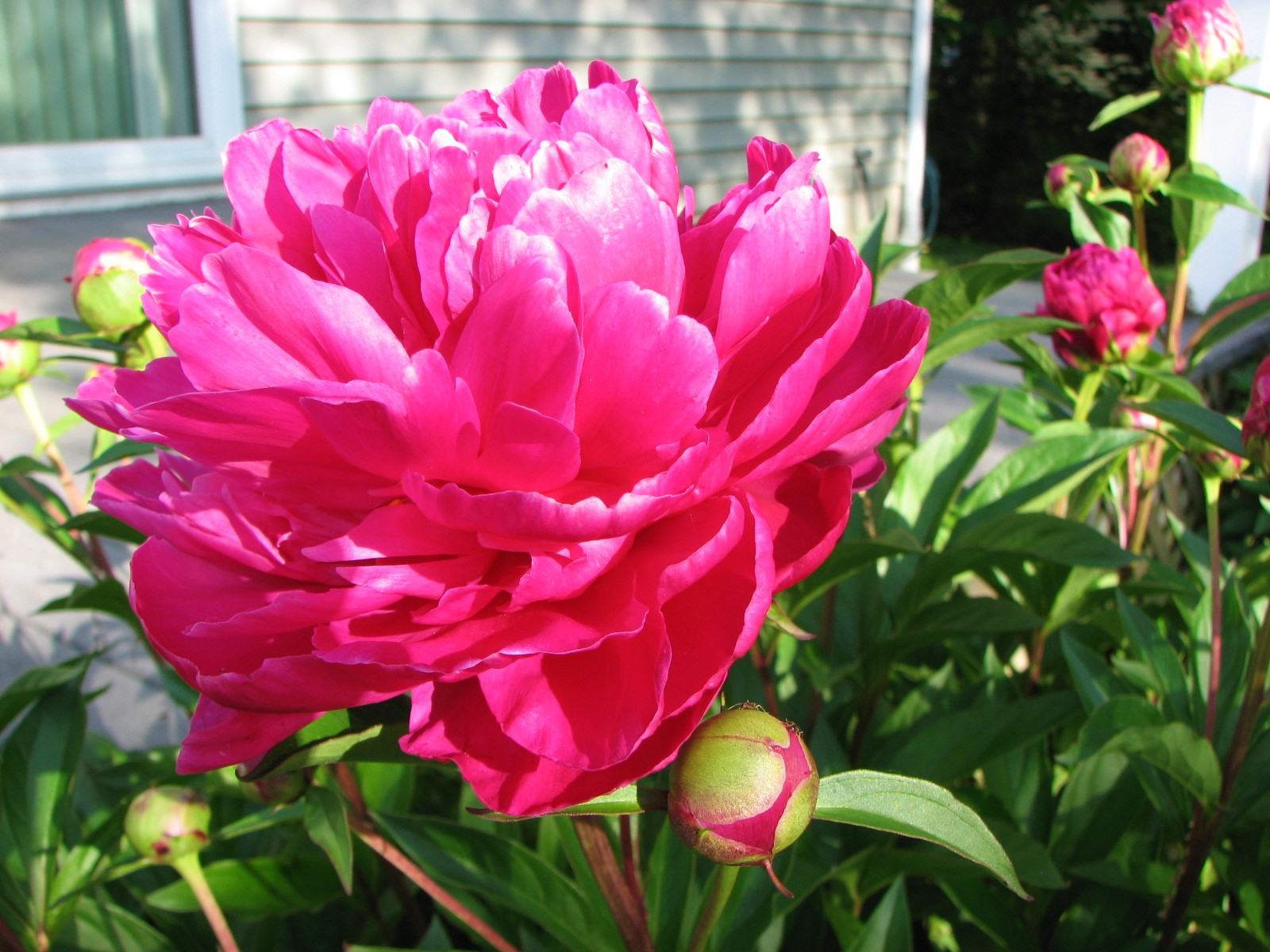 Sweet Home Indiana: 10 Tips for a Great Flower Garden