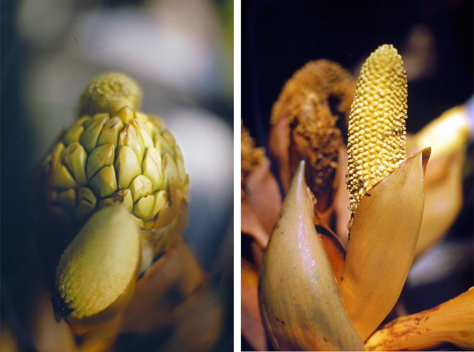 Botany Professor: Flowers, Compound Flowers, and Superflowers