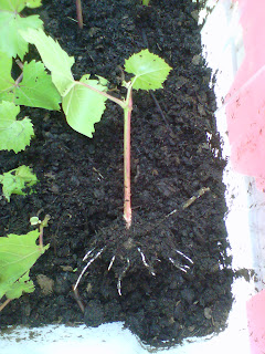 Northern Grapes: Grapevine propagation: green cuttings.