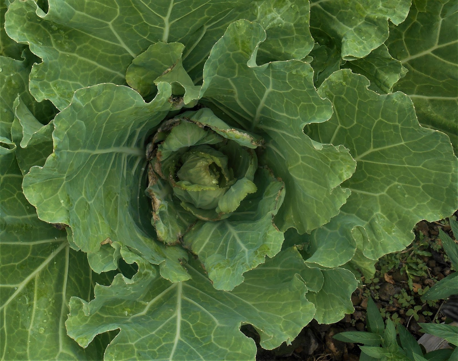 A Kitchen Garden in Kihei Maui: Growing Heirloom Cabbage in Kihei