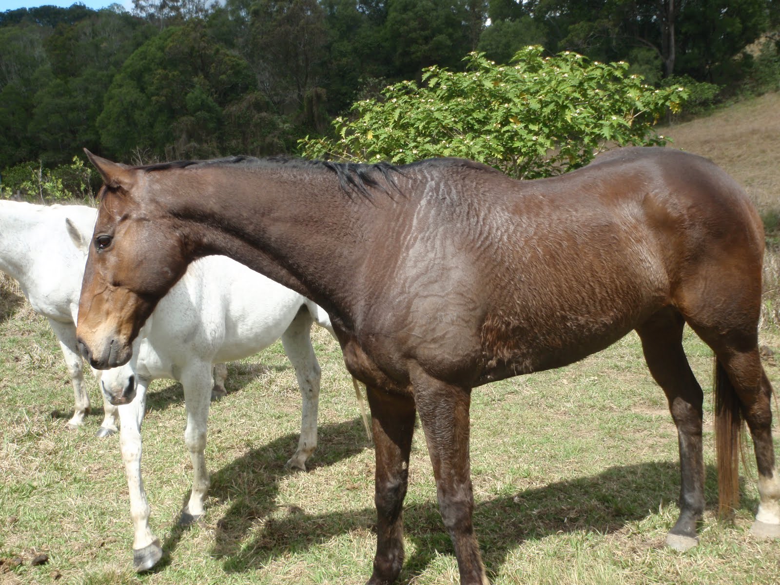 Save a Horse Australia Horse Rescue and Sanctuary: The horses