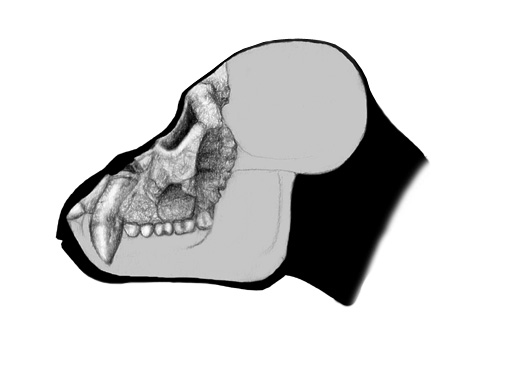 Escenarios prehistóricos: Pierolapithecus
