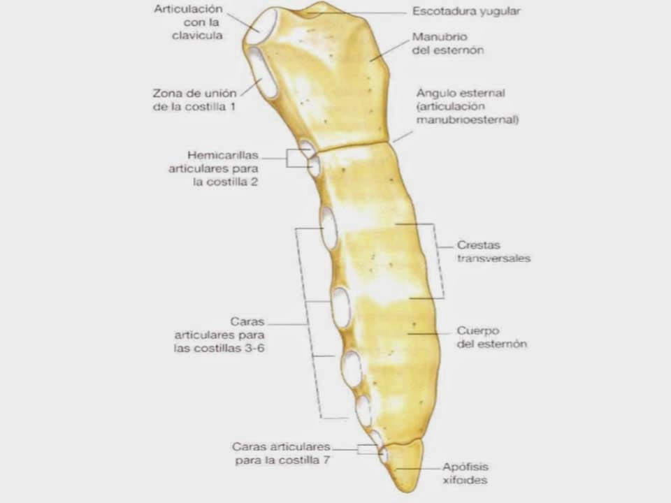 Morfofisiologia1 : TORAX
