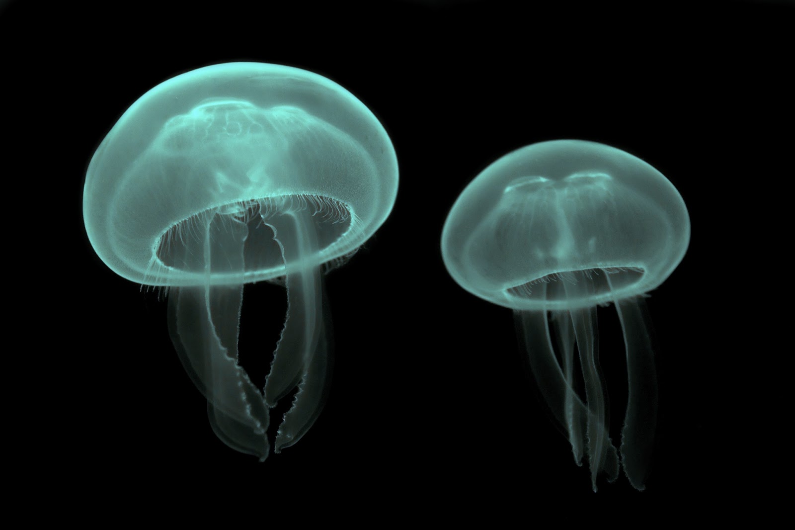 Cnidarios; Cnidaria