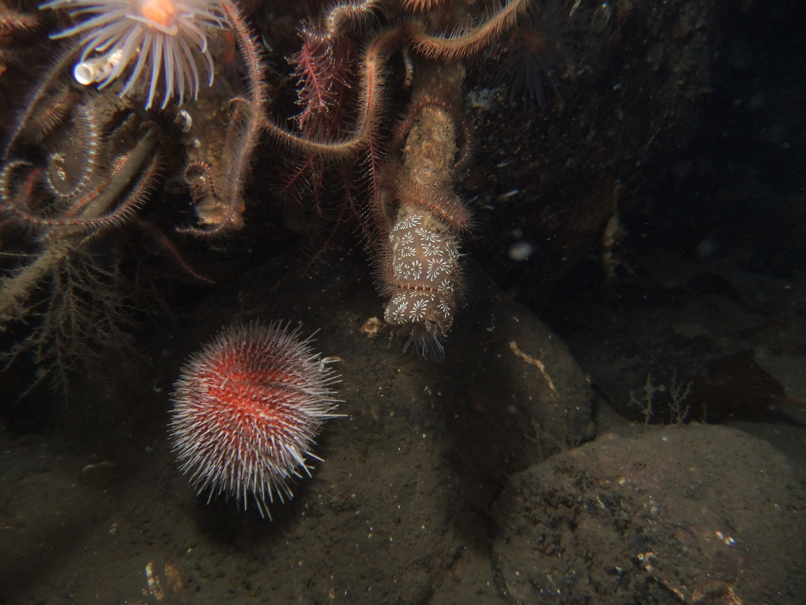 Real Monstrosities: Golden Star Tunicate