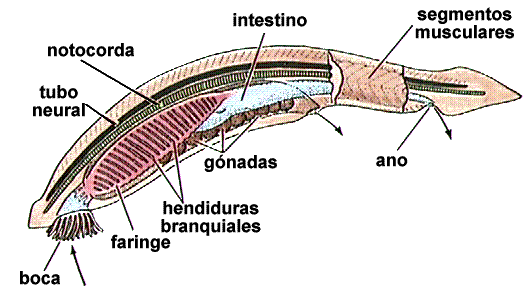 Artes de Pesca: VAMOS A PESCAR PEZ BRUJA (MYXINOS)