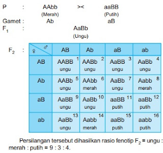 BIOLOGI SMA: Penyimpangan Hukum Mendel