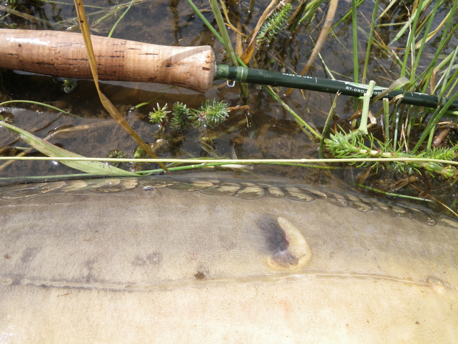Got Backing? (Formerly Known as Mr. P.'s Blog): Carp Parts--Scales