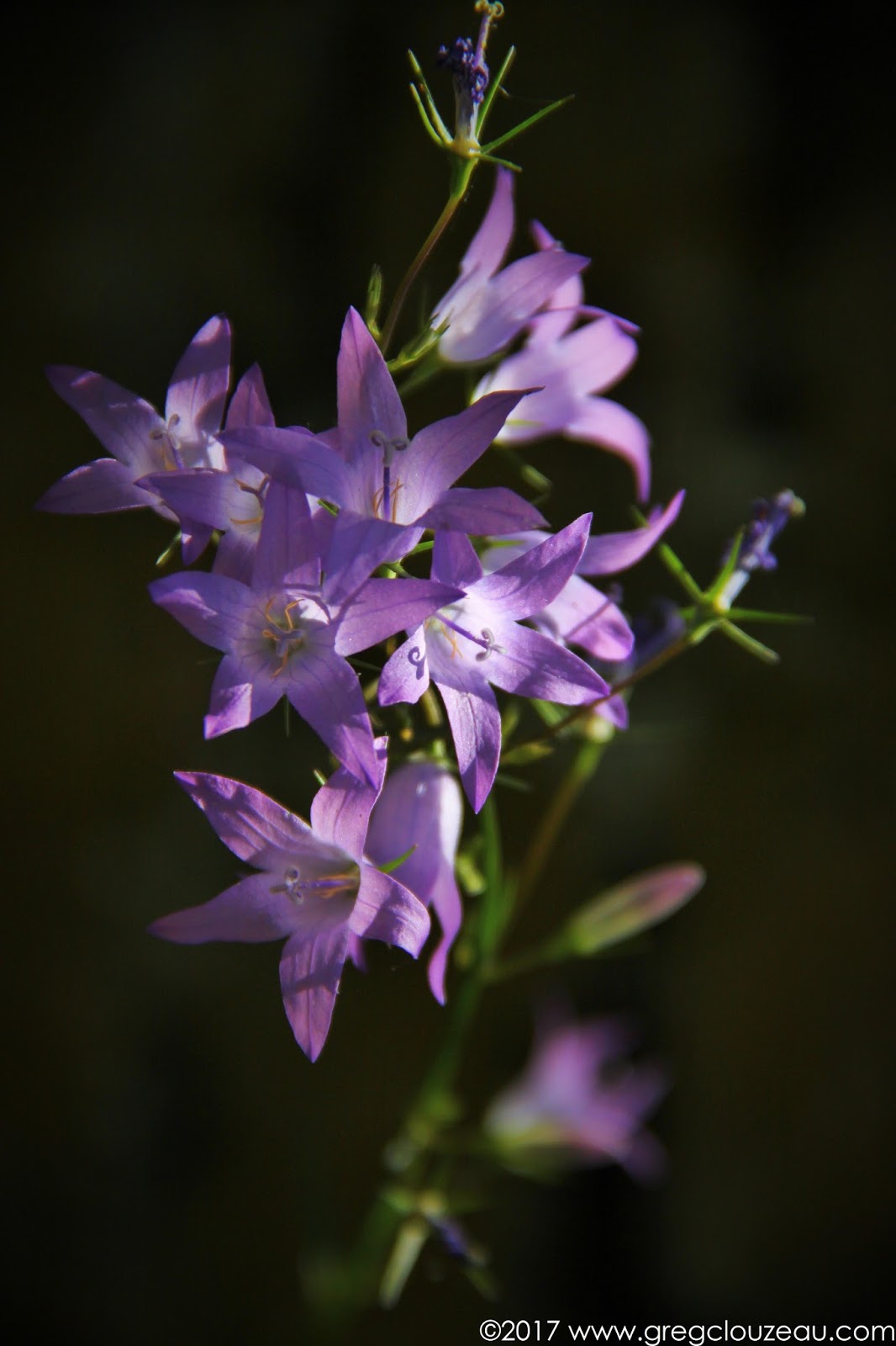 La Raiponce se cache aussi en forêt de Fontainebleau ~ FontaineBleau ...