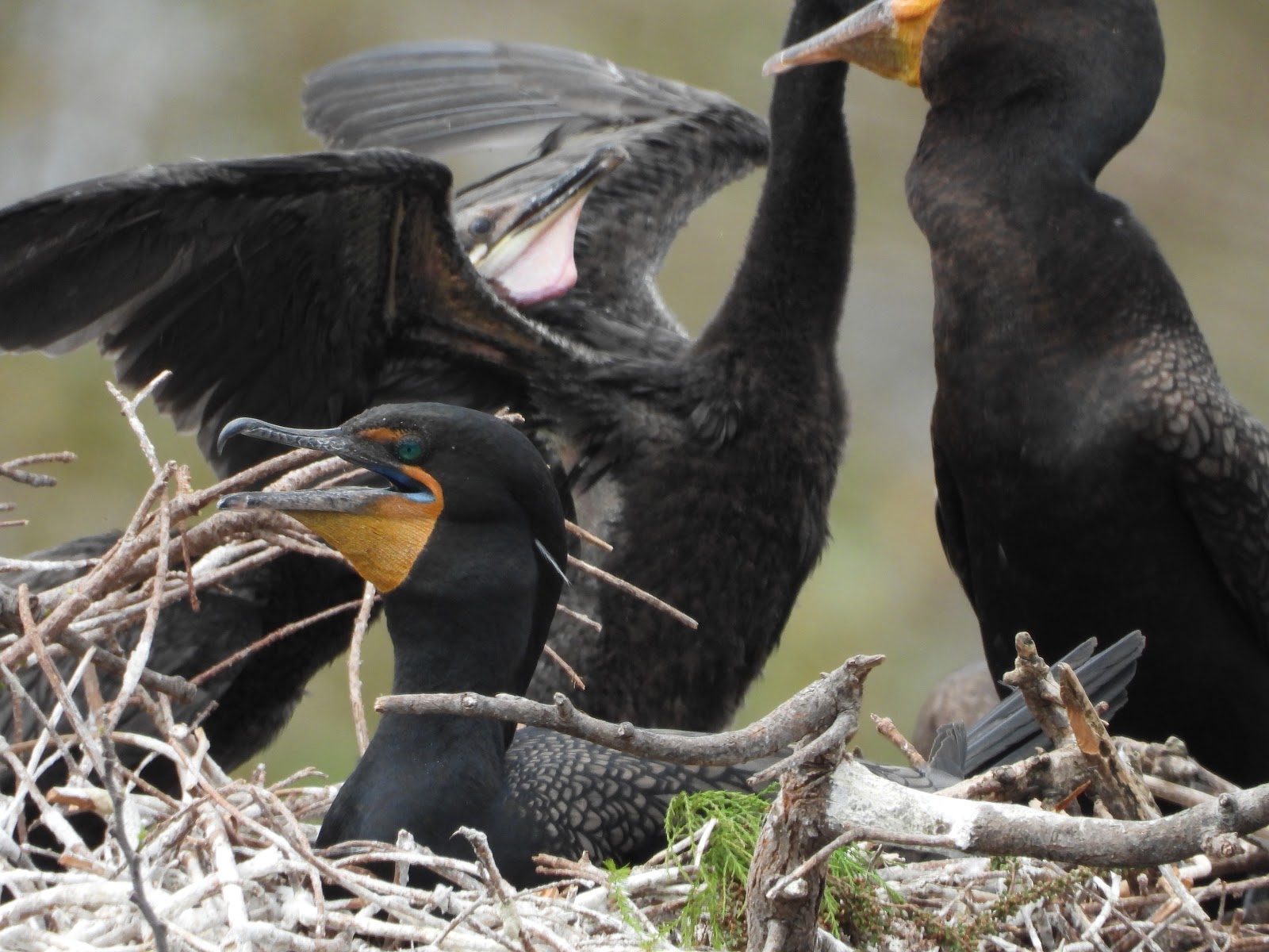 Bird & Travel Photos, Birding Sites, Bird Information: DOUBLE-CRESTED ...
