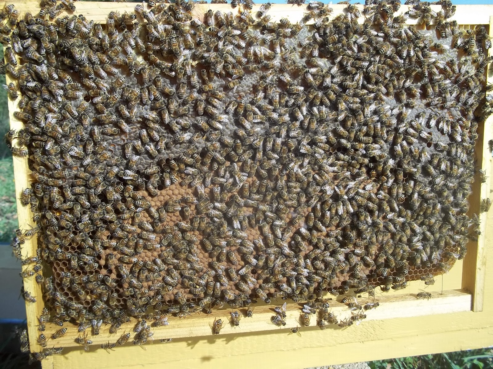 LE API E L'APICOLTURA - APIMANIA: Immagini di favi e covata