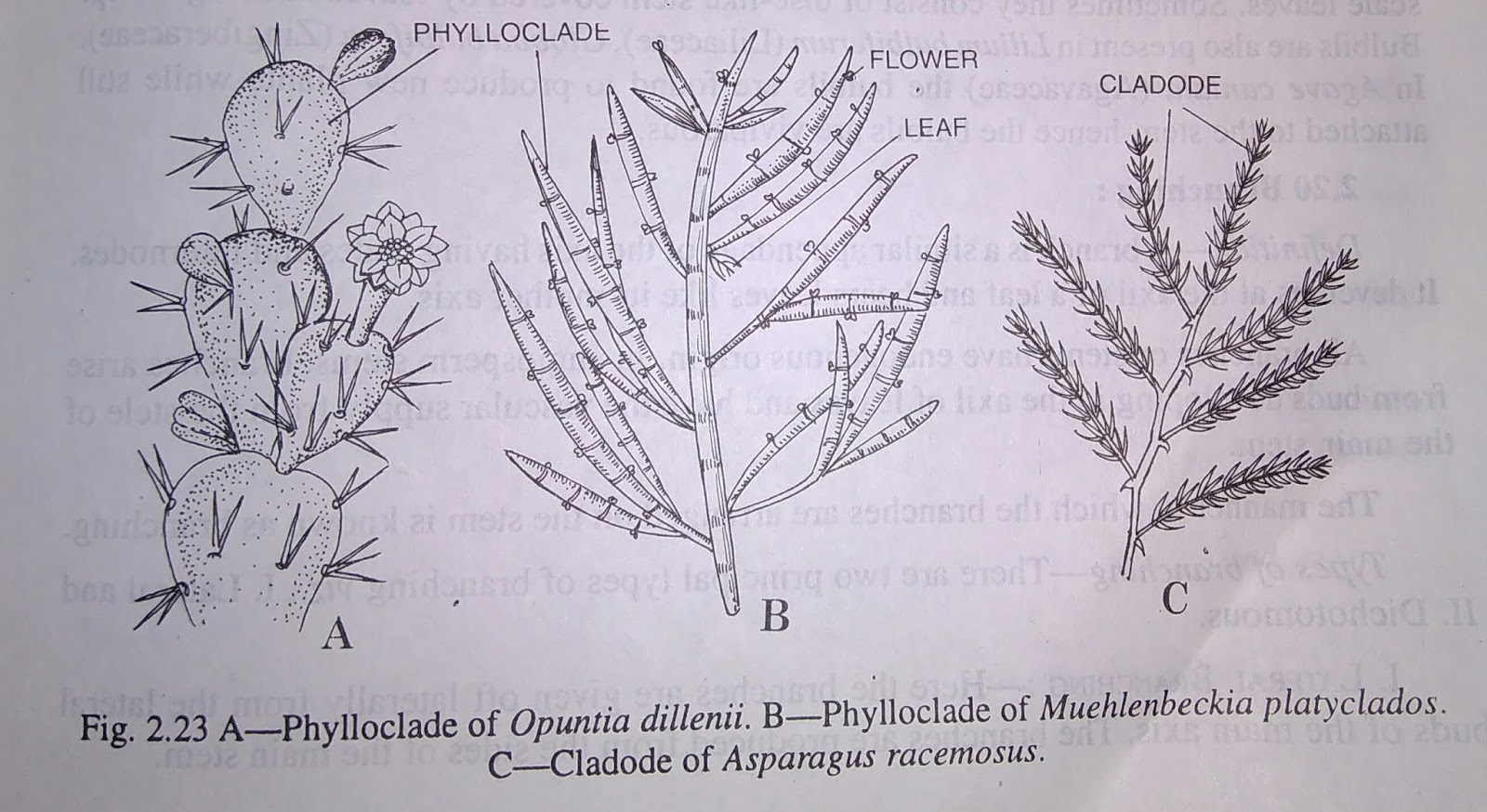 Stems: metamorphosed aerial stems, branching- cymose and racemose ...