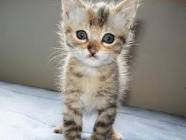 gatitos bebes tiernos
