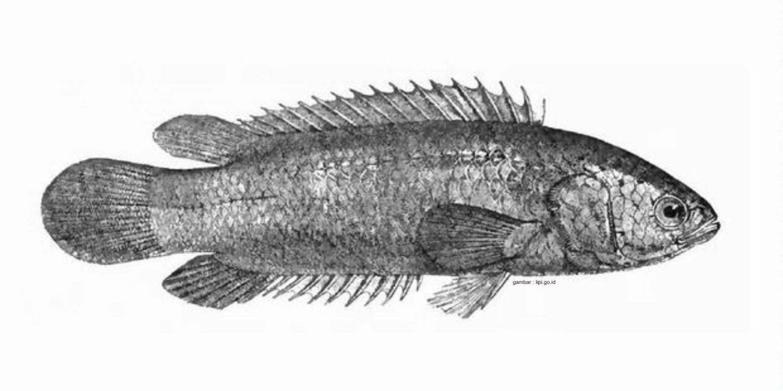 Mengenal Sistematika, Habitat dan Morfologi Ikan Betok (A. testudineus ...