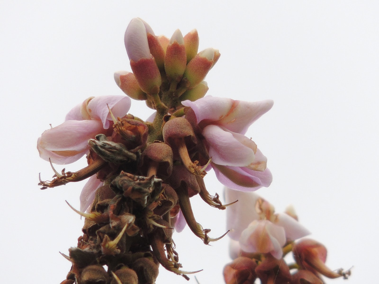Fabaceae - Leguminosae: Fabaceae - Lonchocarpus cultratus (Vell.) A.M.G ...