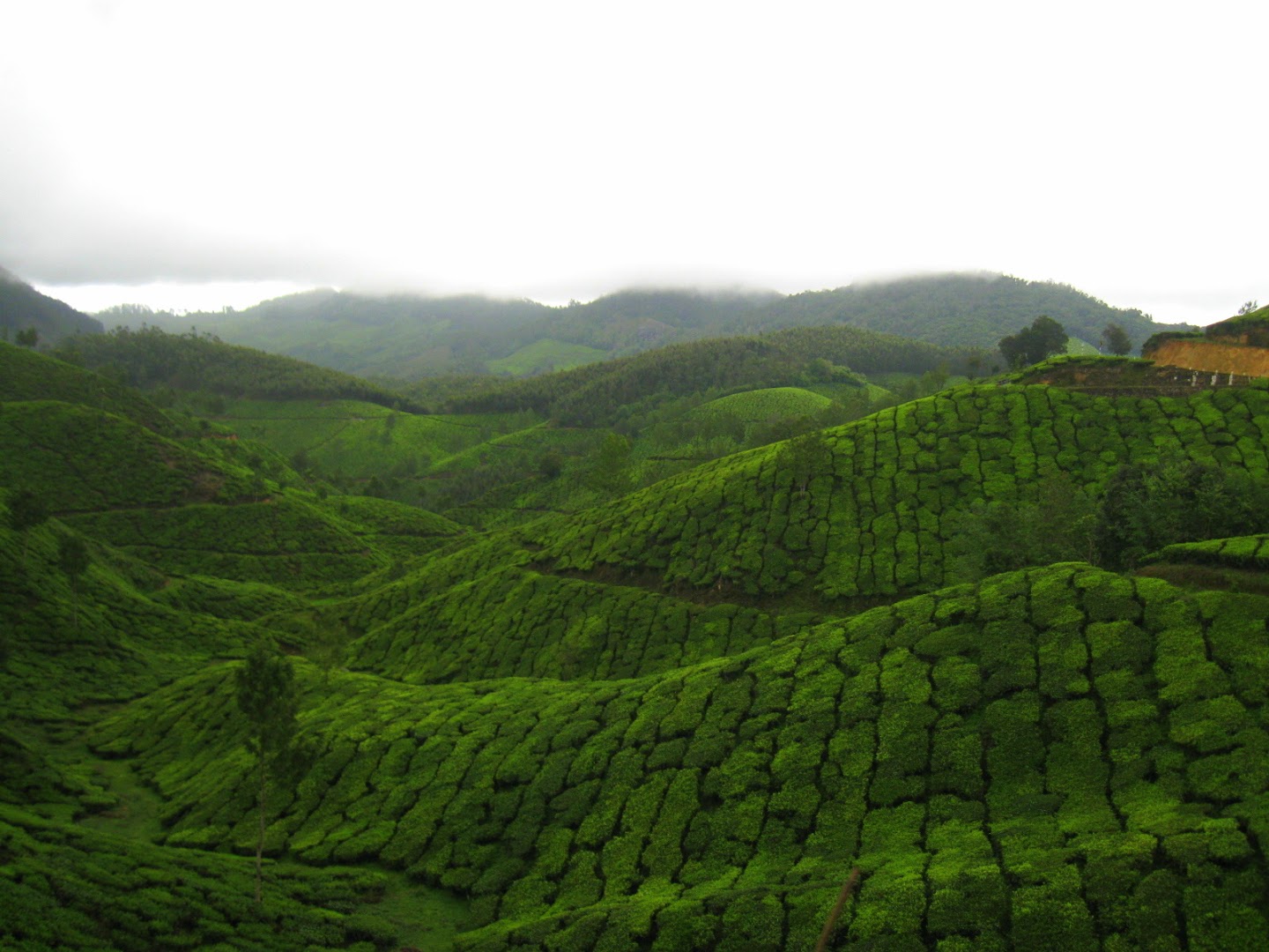 tatkal ticket: Kumily, Munnar and the 'High Range' road