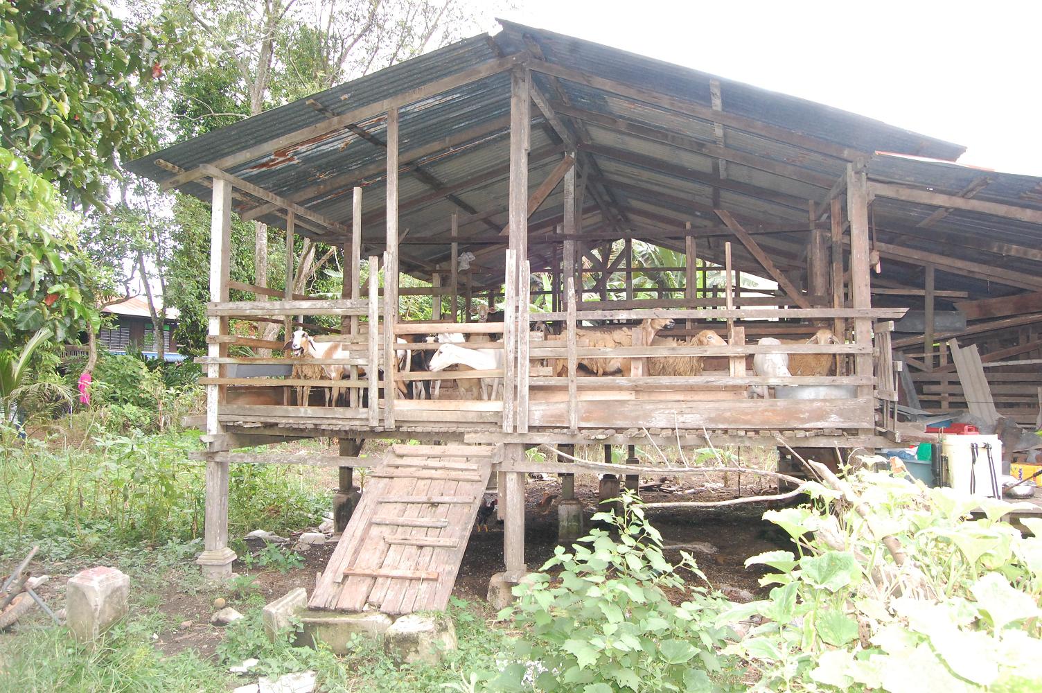 Aktiviti Penternakan Di Kampung