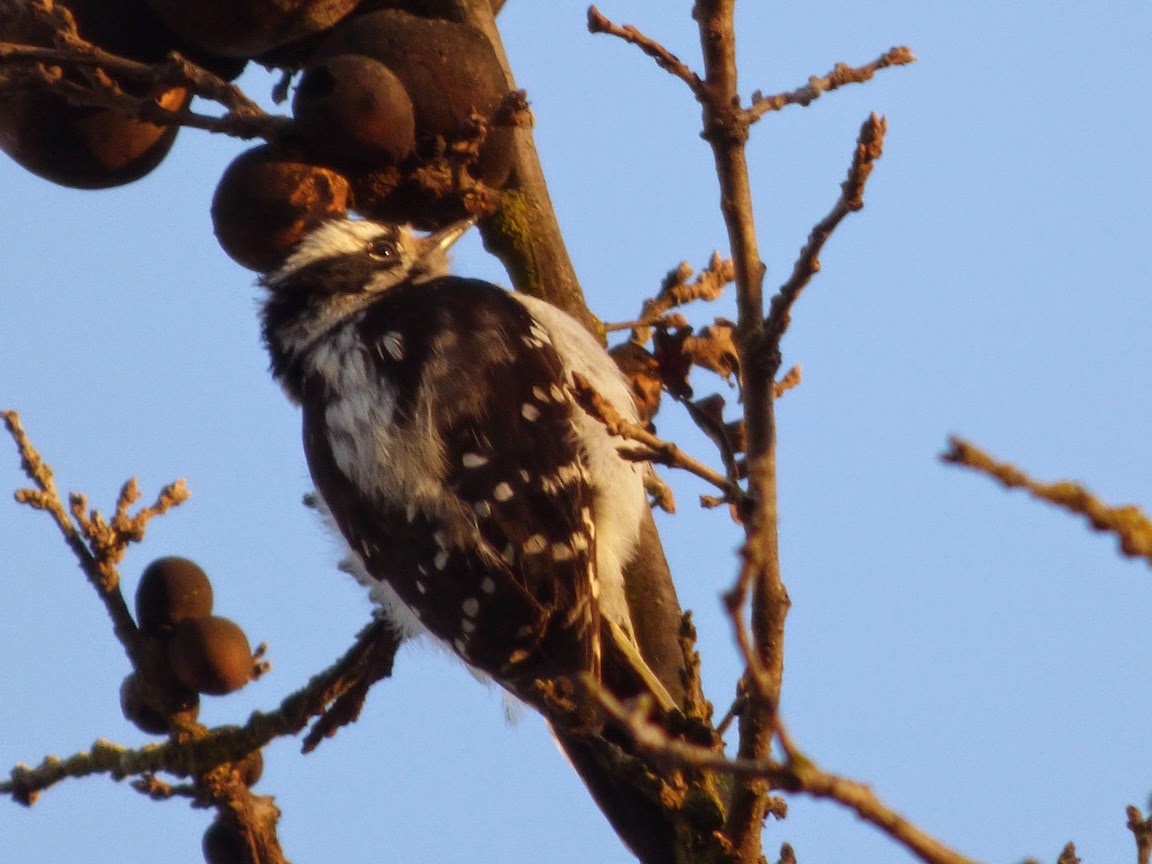 Geotripper's California Birds: Downy Woodpecker at Turlock Lake Campground