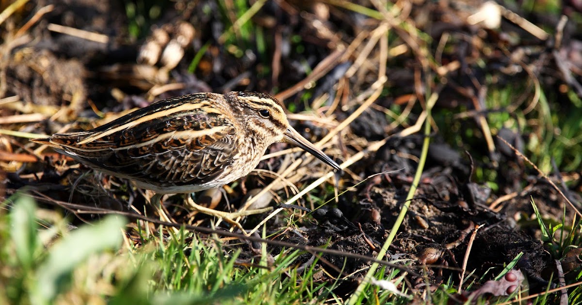 Wanstead Birder: Jack Snipe wins Award
