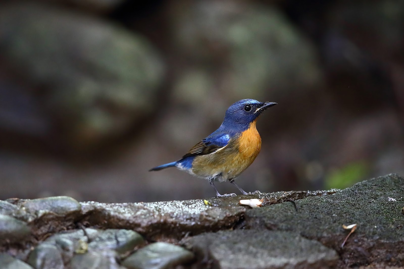Okkenhaug naturfoto: Chinese Blue Flycatcher (Cyornis glaucicomans)