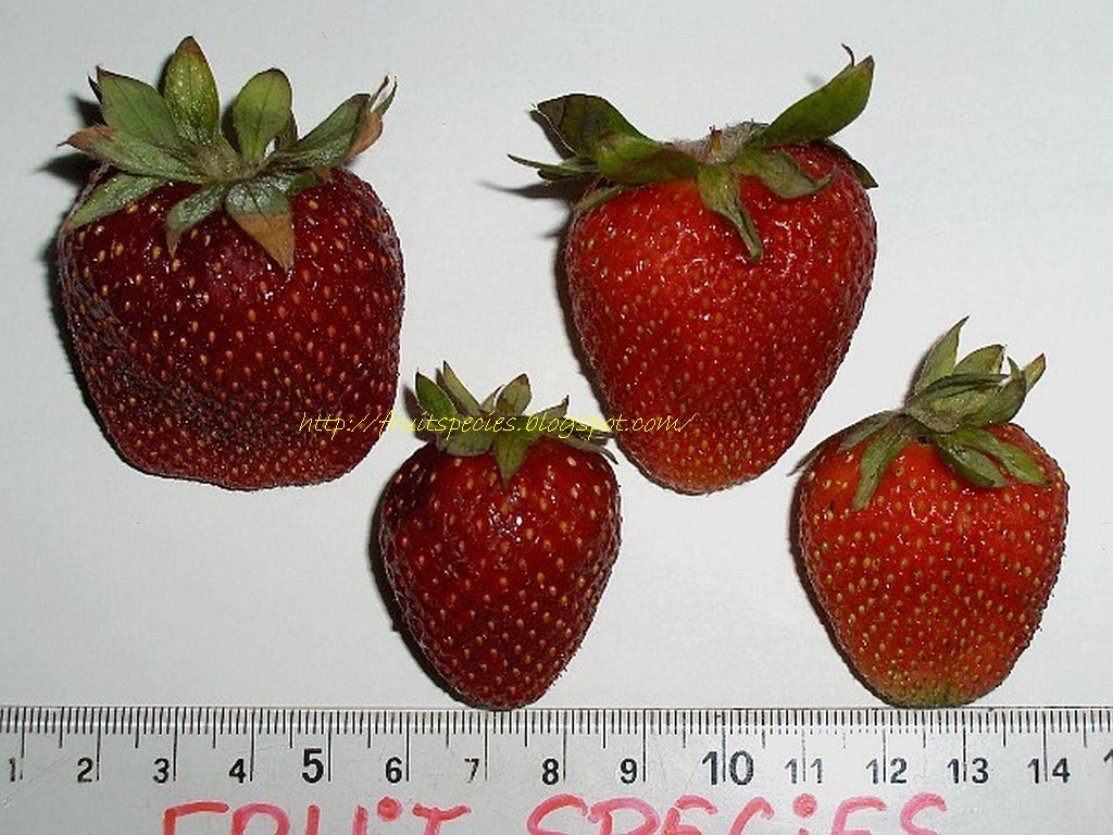 Fruit Species: STRAWBERRY