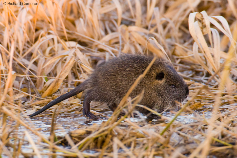 Life in the Land of Wa: Rodents of Unusual Size