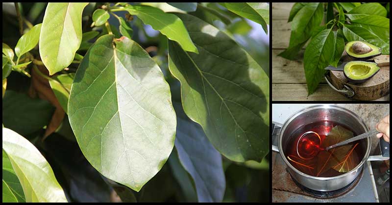 Avocado Leaf Tea Is Not Just An Ordinary Tea, It Is Packed With ...
