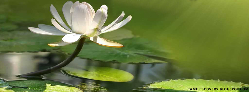 My India FB Covers: White Water Lily Lotus - Flower FB Cover