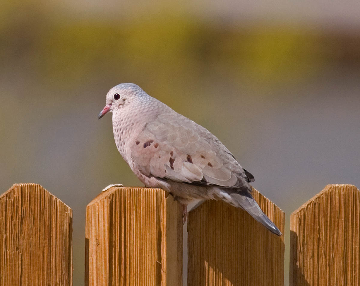 Common Ground-Dove in Borrego Springs - Greg in San Diego