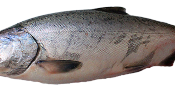 NUTRITION SCIENCE: Moisture content in fish
