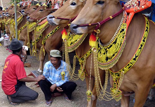 Indonesia Tourist Road: Karapan Sapi Madura