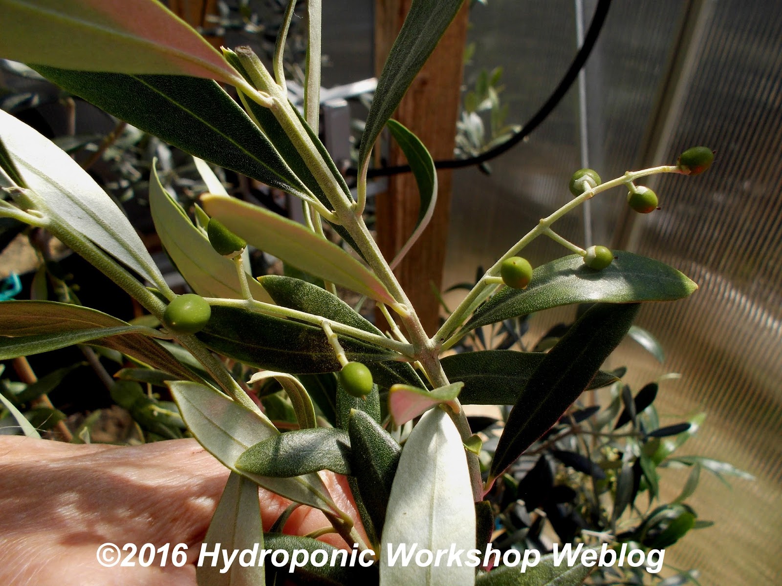 Hydroponic Workshop: Journal March 27, 2016 - Olive trees setting