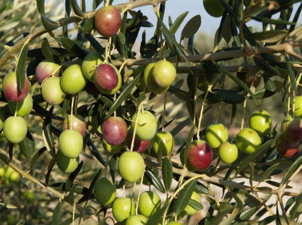 Holidays Croatia... For an authentic Croatian travel experience ...