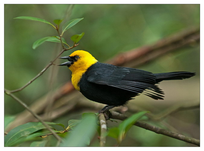 Imagenes de turpiales - Imagui