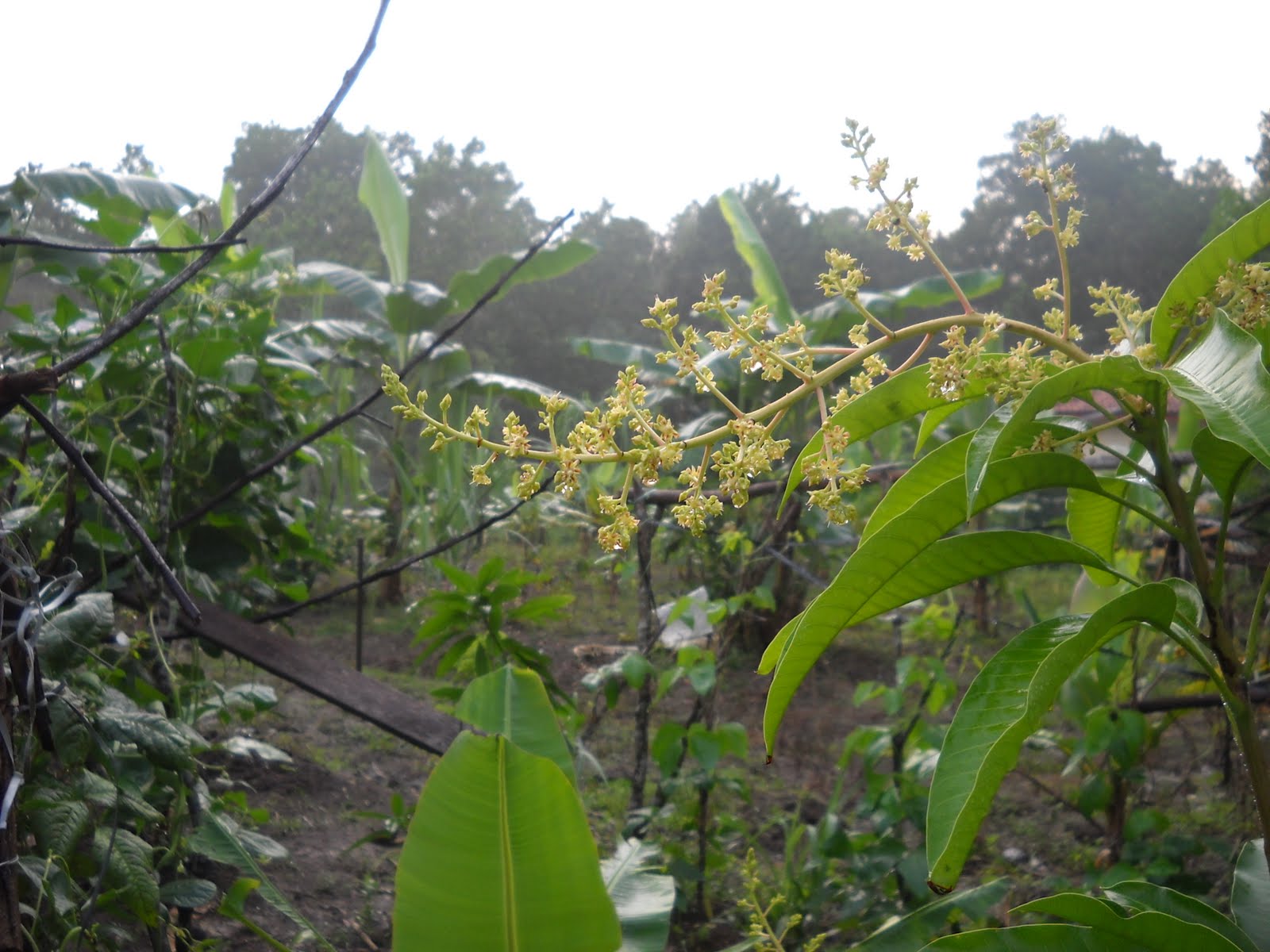 KENALI POKOK SAYANGI POKOK: MANGGA CHOKANAN