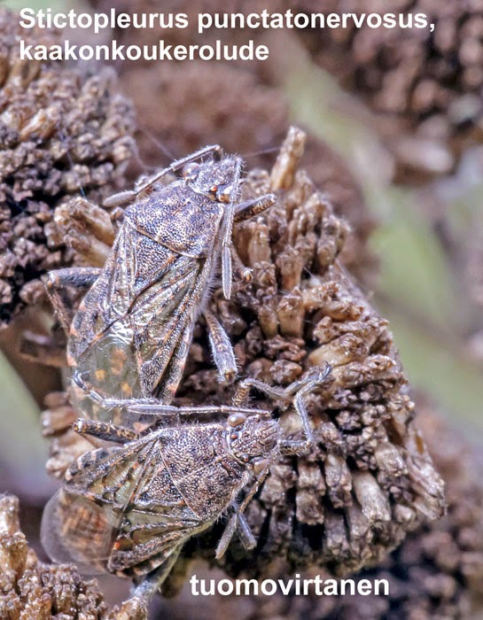 tuomovirtanen: Suomen luteet-Heteroptera-Bugs of Finland
