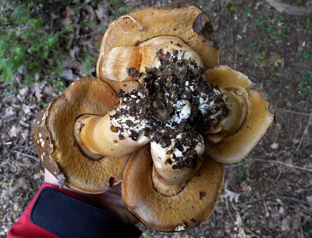 r o b i n 's y a r d: Boletus (I)