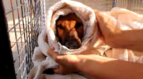 White Wolf : Brave animal charity worker saves drowning puppy from well ...