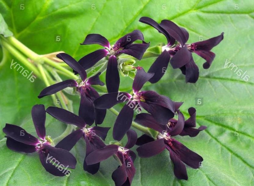 20 Pelargonium Sidoides Umckaloabo Or South African Geranium Medicinal ...