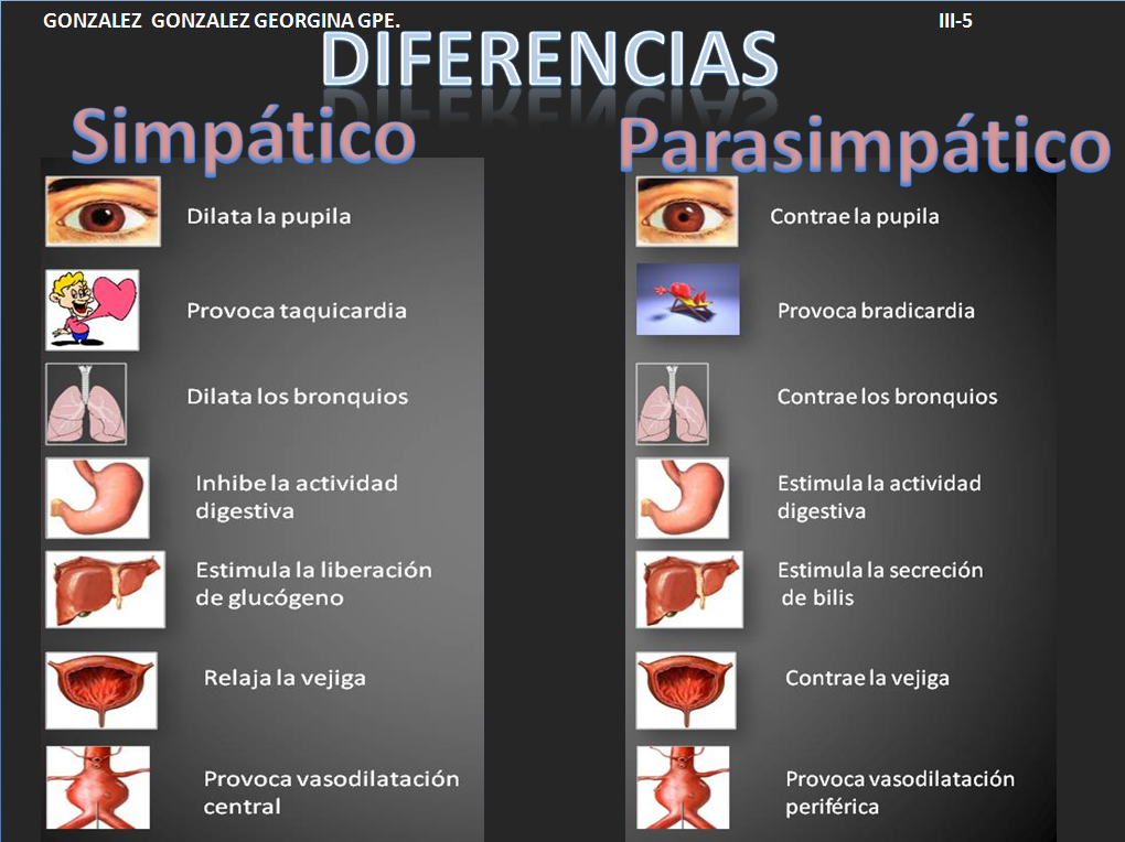 DIFERENCIAS SIMPÁTICO Y PARASIMPÁTICO 20/10/13 ~ BLOG DE FISIOLOGÍA BASICA