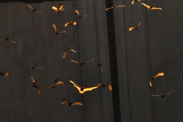 Birding Without Barriers: The Phoenix Bat Cave!